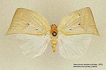 Papua Insects Foundation (Hemiptera/Auchenorrhyncha/leafhopper ...